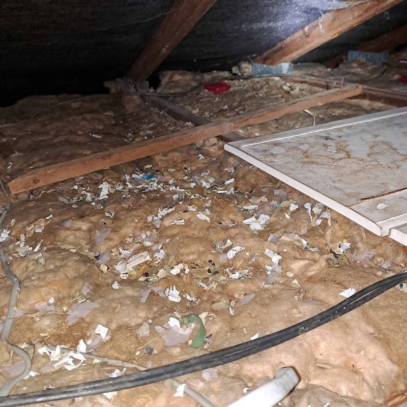 Professional Specialist Rat Investigation & Proofing